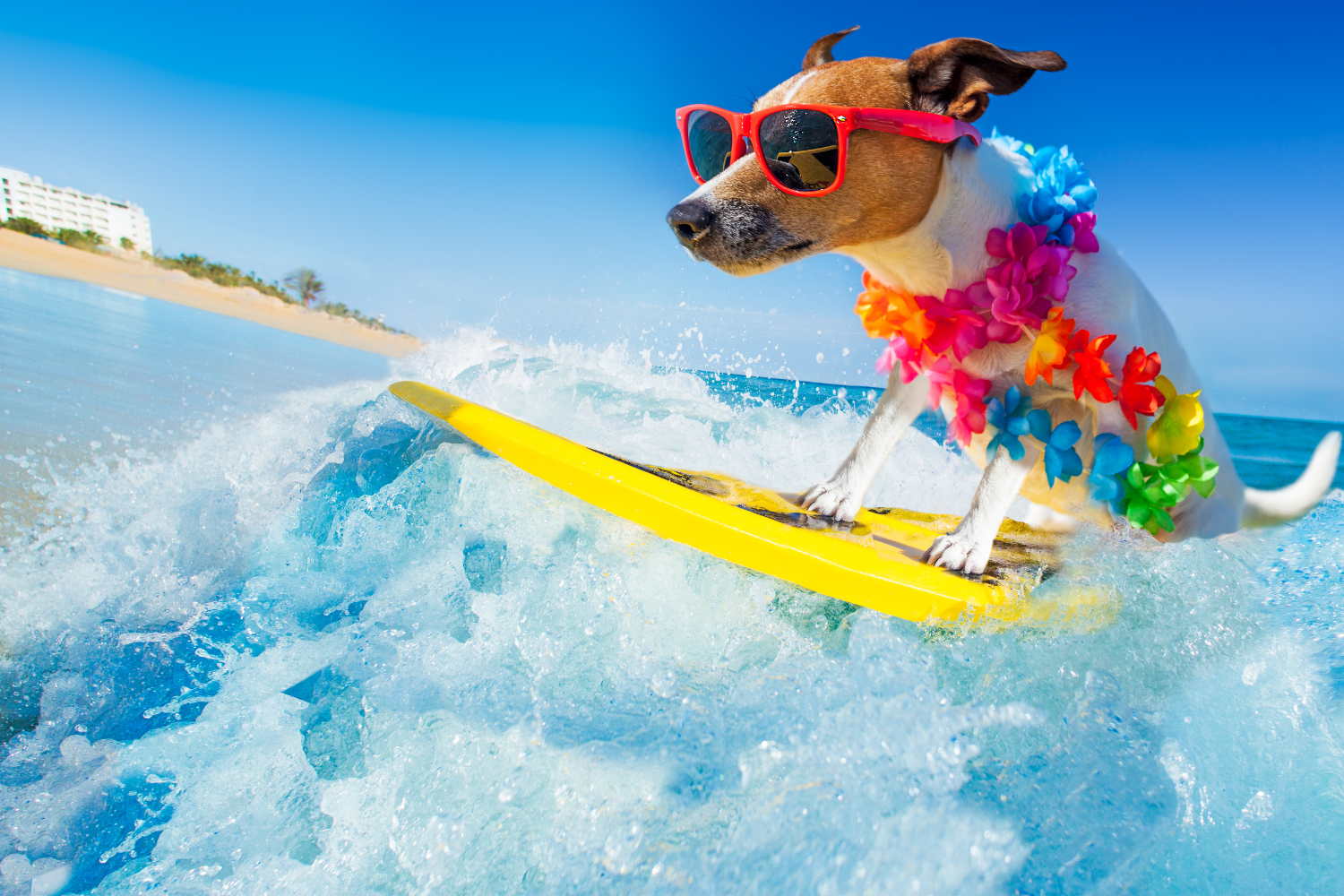 10 nejpodivnějších světových sportů